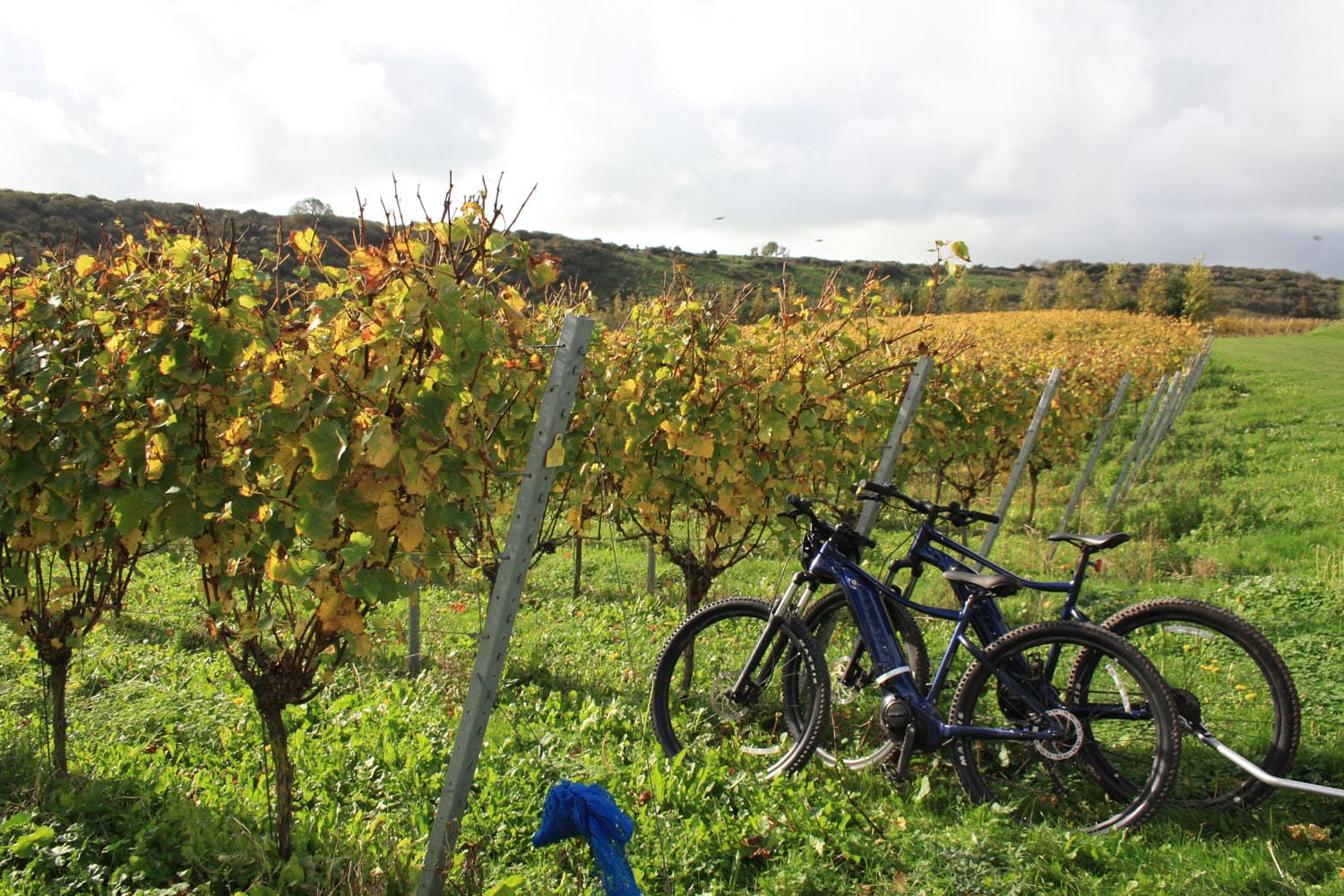 Eastbourne to Rathfinny Wine Estate - Sussex Modern